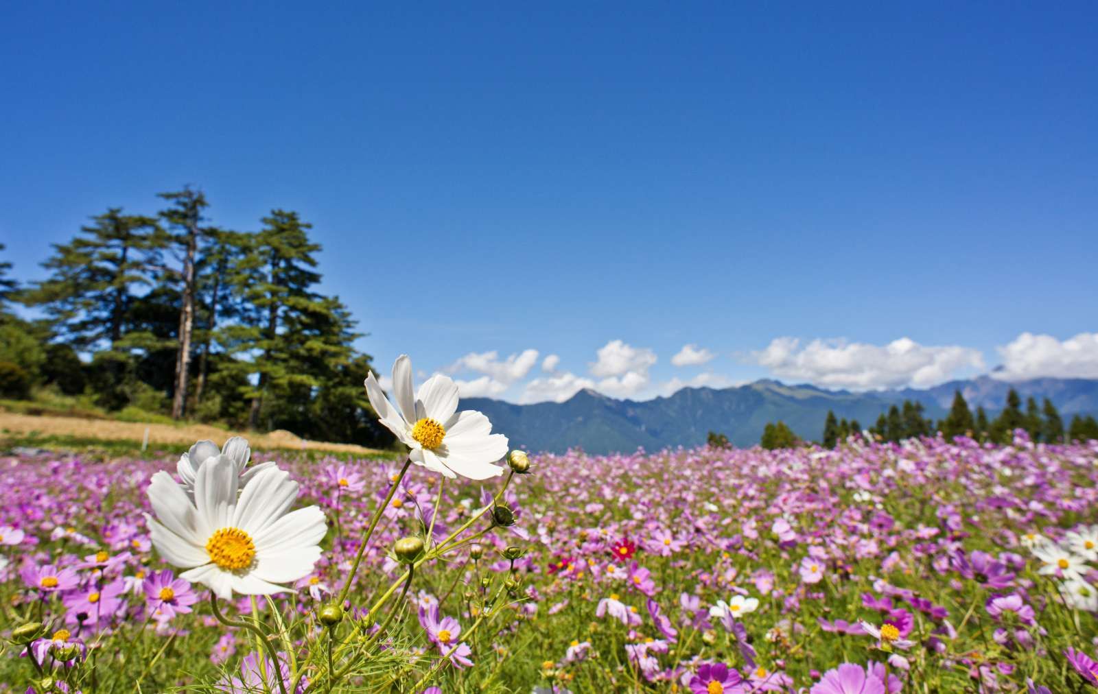 Mooie Bloemen Veld Wallpaper Prachtig Bloemenveld Van Lavendel